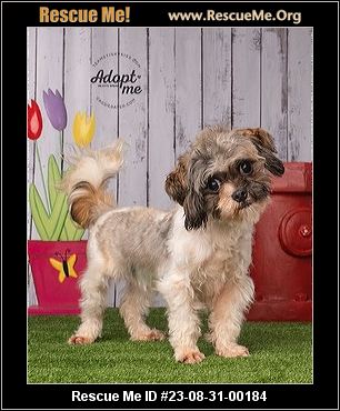 - South Carolina Dog Rescue - ADOPTIONS - Rescue Me!