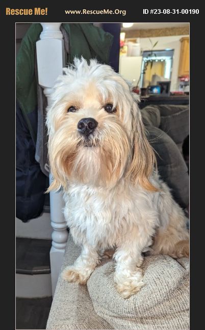 ADOPT 23083100190 ~ Cockapoo Rescue ~ Essington, PA