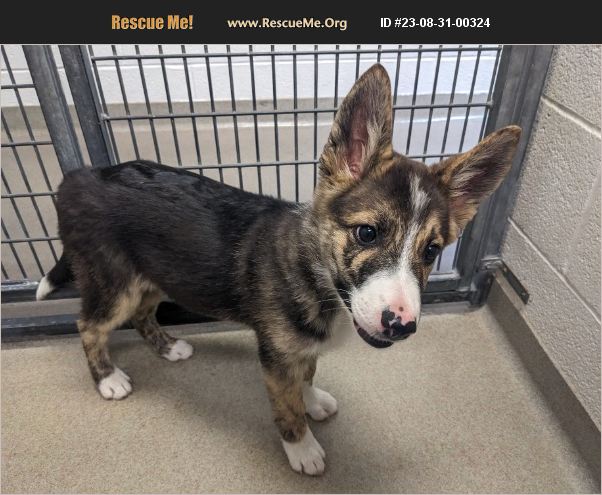 ADOPT 23083100324 ~ Corgi Rescue ~ Salt Lake City, UT