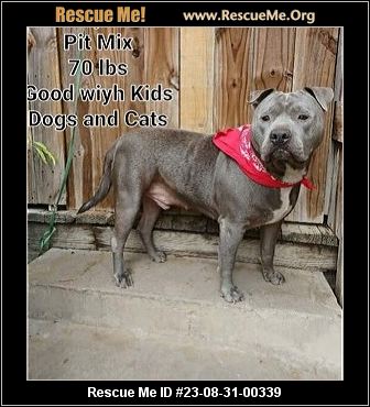 - Washington Pit Bull Rescue - ADOPTIONS - Rescue Me!