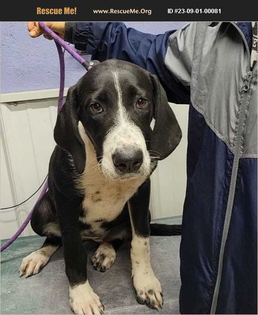 ADOPT 23090100081 ~ English Springer Spaniel Rescue ~ Waverly, OH