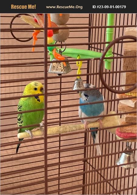 ADOPT 23090100179 ~ Pet Bird Rescue ~ Concord, NC