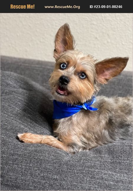 ADOPT 23090100246 ~ Yorkie Rescue ~ Scottsdale, AZ