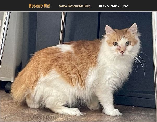 ADOPT 23090100252 ~ Domestic Cat Rescue ~ Dayton, OR