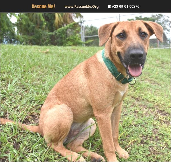 ADOPT 23090100276 ~ Black Mouth Cur Rescue ~ INVERNESS, FL