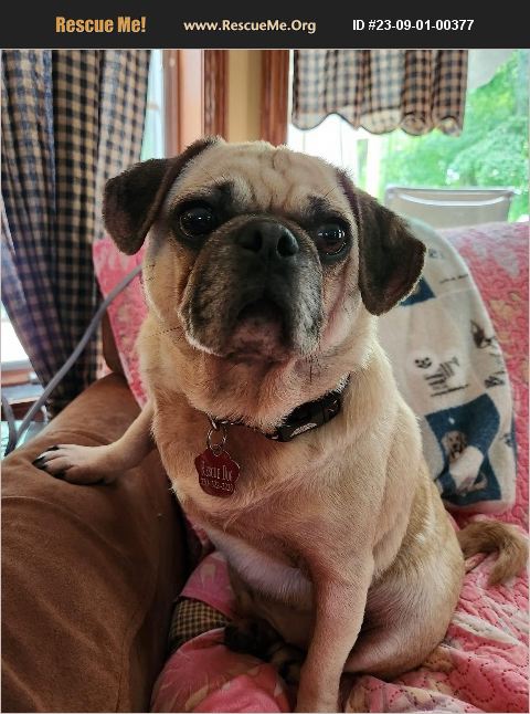 ADOPT 23090100377 ~ Pug Rescue ~ Peninsula, OH