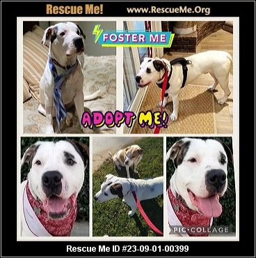 - California Pit Bull Rescue - ADOPTIONS - Rescue Me!