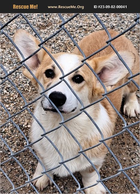 ADOPT 23090200041 ~ Corgi Rescue ~ Los Angeles, CA