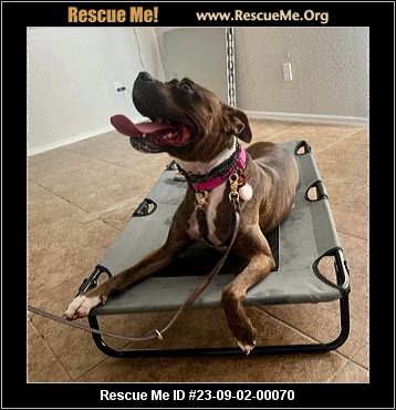 - Arizona Boxer Rescue - ADOPTIONS - Rescue Me!