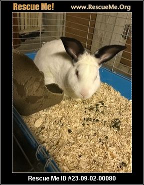 - Pennsylvania Rabbit Rescue - ADOPTIONS - Rescue Me!