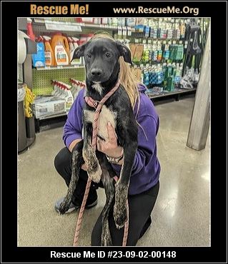 - Washington Corgi Rescue - ADOPTIONS - Rescue Me!