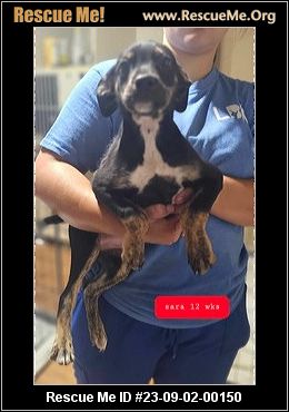 - Washington Corgi Rescue - ADOPTIONS - Rescue Me!