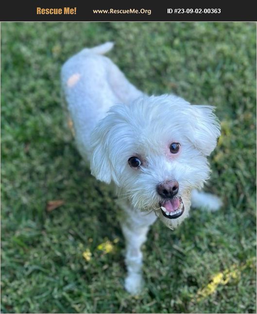 ADOPT 23090200363 ~ Maltese Rescue ~ Los Angeles, CA