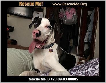 - Minnesota Dog Rescue - ADOPTIONS - Rescue Me!
