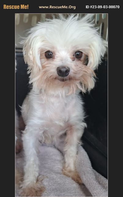 ADOPT 23090300070 ~ Maltese Rescue ~ Los Angeles, CA