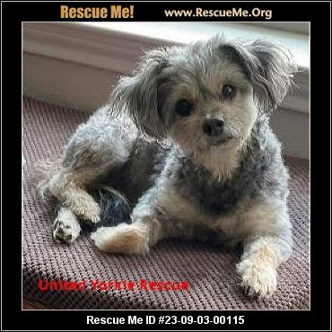 - Texas Yorkie Rescue - ADOPTIONS - Rescue Me!