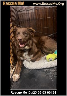 - Utah Dog Rescue - ADOPTIONS - Rescue Me!
