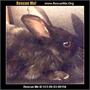 - California Rabbit Rescue - ADOPTIONS - Rescue Me!