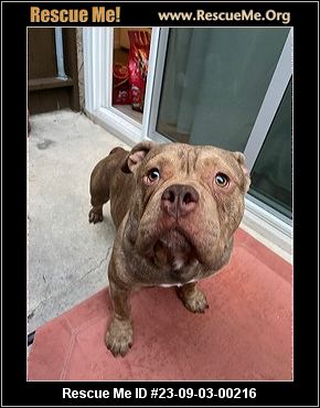 - California Bulldog Rescue - ADOPTIONS - Rescue Me!