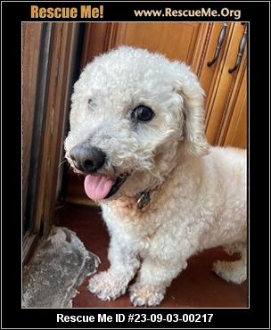 - California Poodle Rescue - ADOPTIONS - Rescue Me!