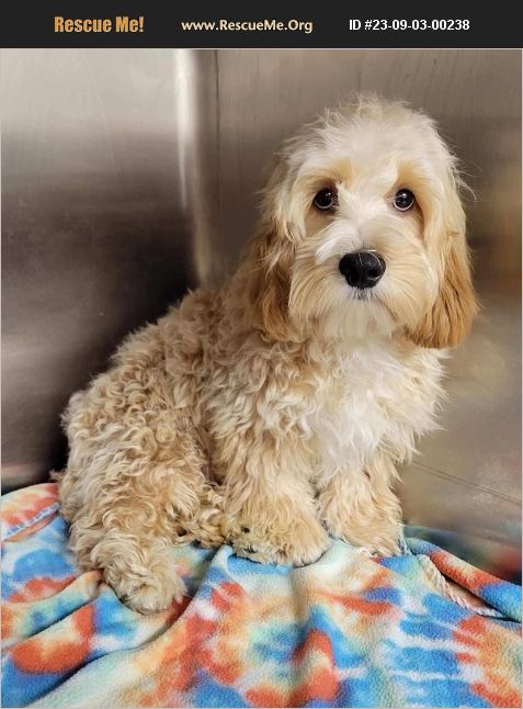 ADOPT 23090300238 ~ Cockapoo Rescue ~ Kenton, OH