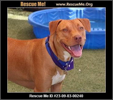 - California Pit Bull Rescue - ADOPTIONS - Rescue Me!