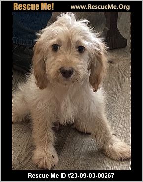 - Oklahoma Dog Rescue - ADOPTIONS - Rescue Me!