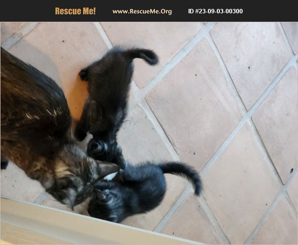 Egyptian Mau Rescue Florida