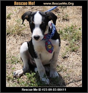 - Texas Border Collie Rescue - ADOPTIONS - Rescue Me!