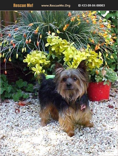 ADOPT 23090400003 ~ Yorkie Rescue ~ California, MD