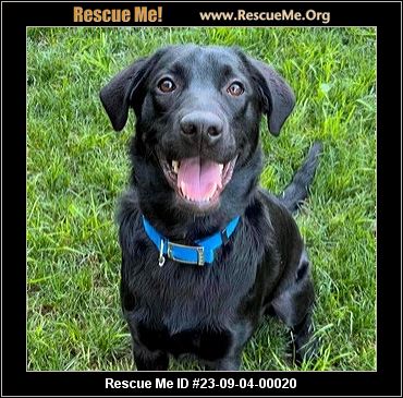- Colorado Lab Rescue - ADOPTIONS - Rescue Me!
