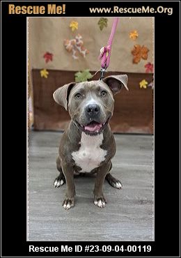 - Florida Pit Bull Rescue - ADOPTIONS - Rescue Me!