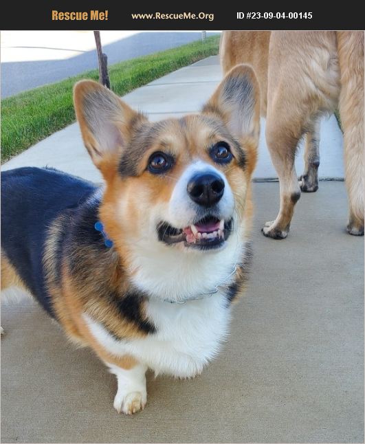 ADOPT 23090400145 ~ Corgi Rescue ~ Richmond, VA