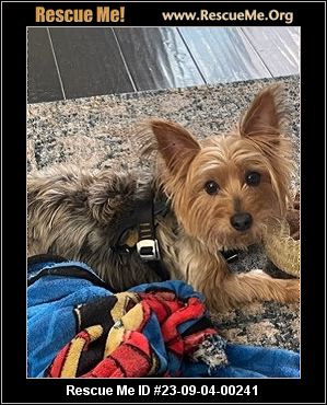 - California Yorkie Rescue - ADOPTIONS - Rescue Me!