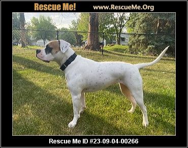 - Minnesota Dog Rescue - ADOPTIONS - Rescue Me!