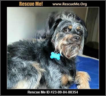 - California Schnauzer Rescue - ADOPTIONS - Rescue Me!