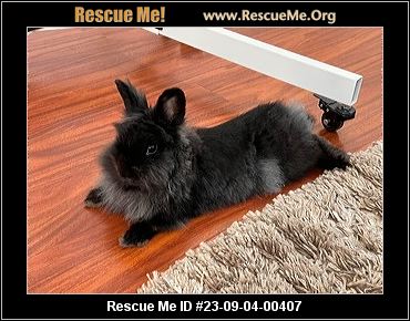 - California Rabbit Rescue - ADOPTIONS - Rescue Me!