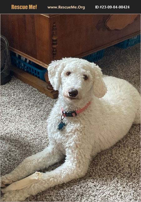ADOPT 23090400424 ~ Poodle Rescue ~ Wichita, KS