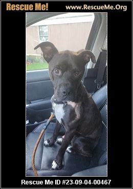 - Mississippi Dog Rescue - ADOPTIONS - Rescue Me!