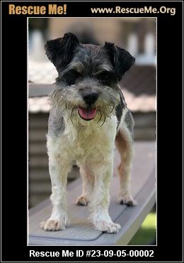 - California Schnauzer Rescue - ADOPTIONS - Rescue Me!