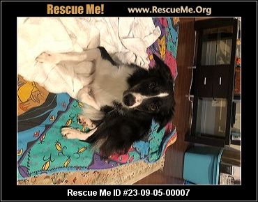 - Florida Border Collie Rescue - ADOPTIONS - Rescue Me!