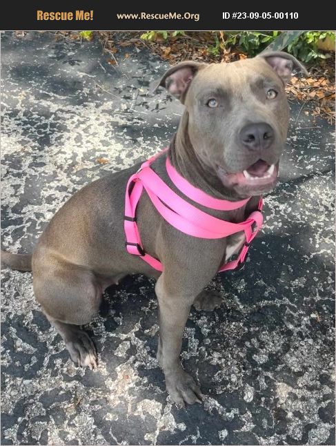 ADOPT 23090500110 ~ Pit Bull Rescue ~ Largo, FL