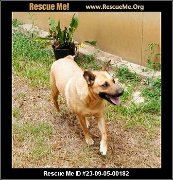 - Mississippi Dog Rescue - ADOPTIONS - Rescue Me!