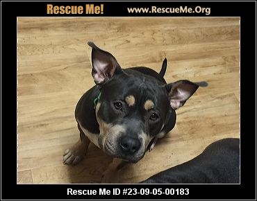 - Colorado Bull Terrier Rescue - ADOPTIONS - Rescue Me!