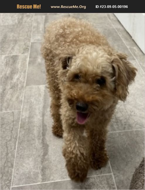 ADOPT 23090500196 ~ Golden Retriever Rescue ~ Lancaster, PA