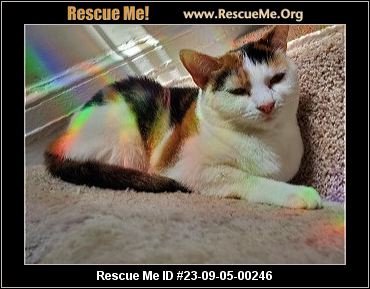 - Virginia Cat Rescue - ADOPTIONS - Rescue Me!