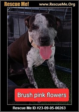 - Colorado Pit Bull Rescue - ADOPTIONS - Rescue Me!