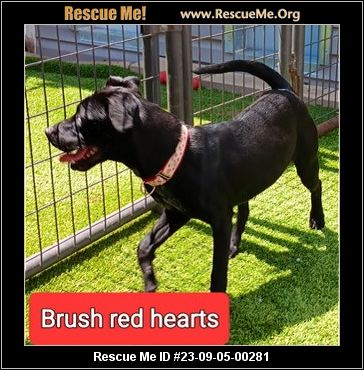 - Colorado Lab Rescue - ADOPTIONS - Rescue Me!