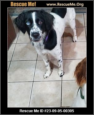 - Texas Border Collie Rescue - ADOPTIONS - Rescue Me!