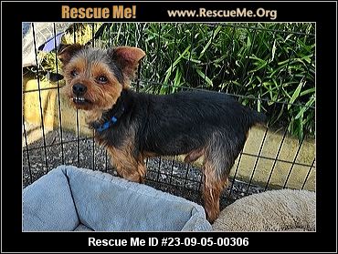 - Virginia Yorkie Rescue - ADOPTIONS - Rescue Me!